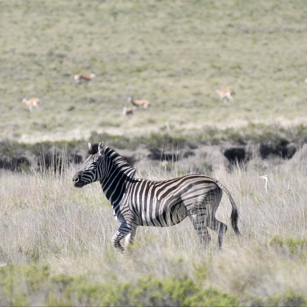 Bergplaas Foundation – Bergplaas Bergplaats Stichting
